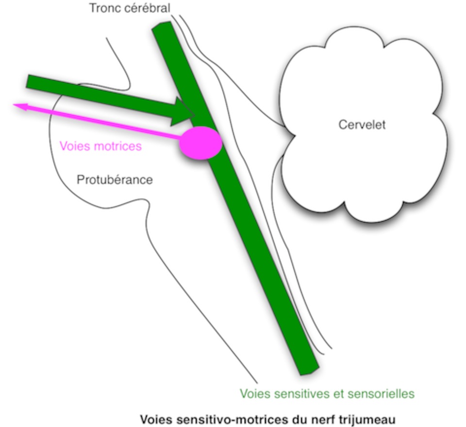 Nerf trijumeau – Ostéopathe à Paris