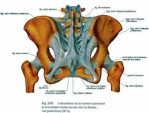 Le bassin – Ostéopathe à Paris